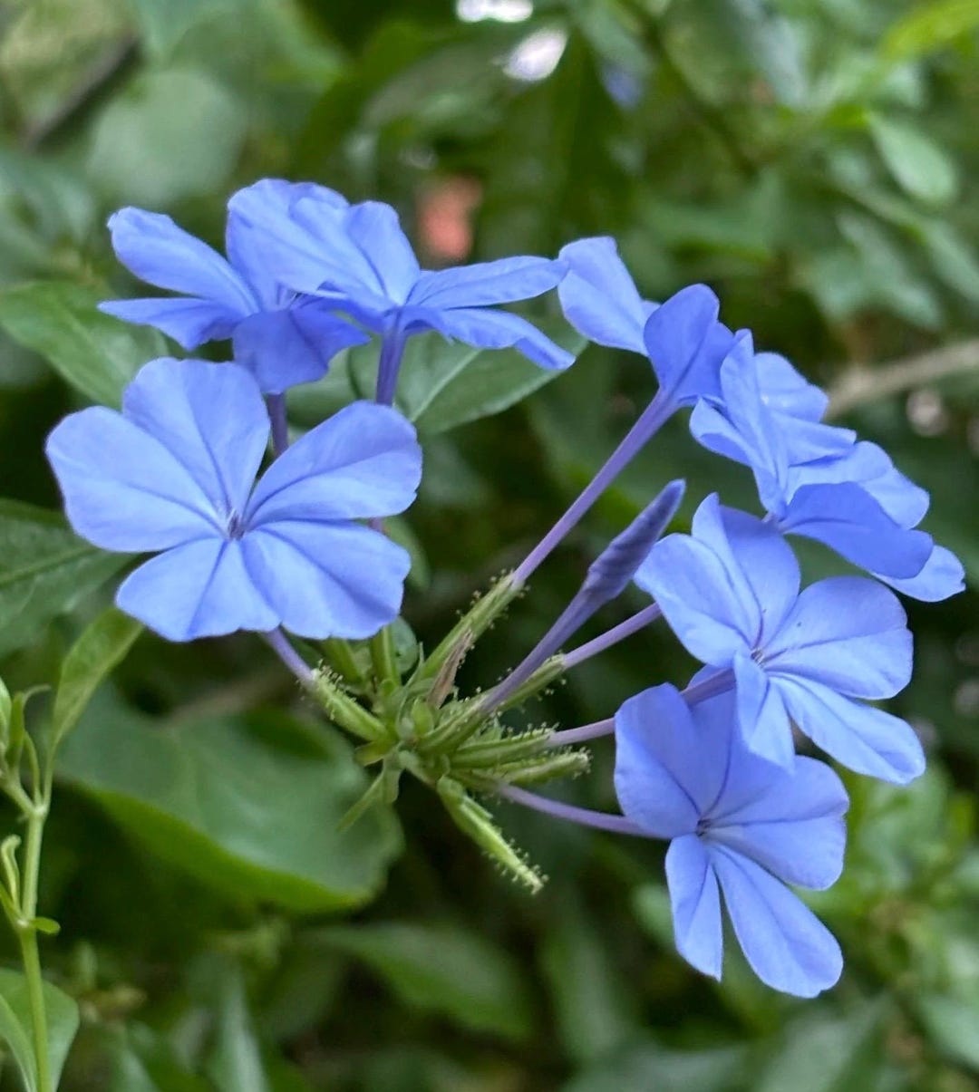 Plumbago, Leadwort, Blue Plumbago Plan,8” Fresh Cuttings - Etsy