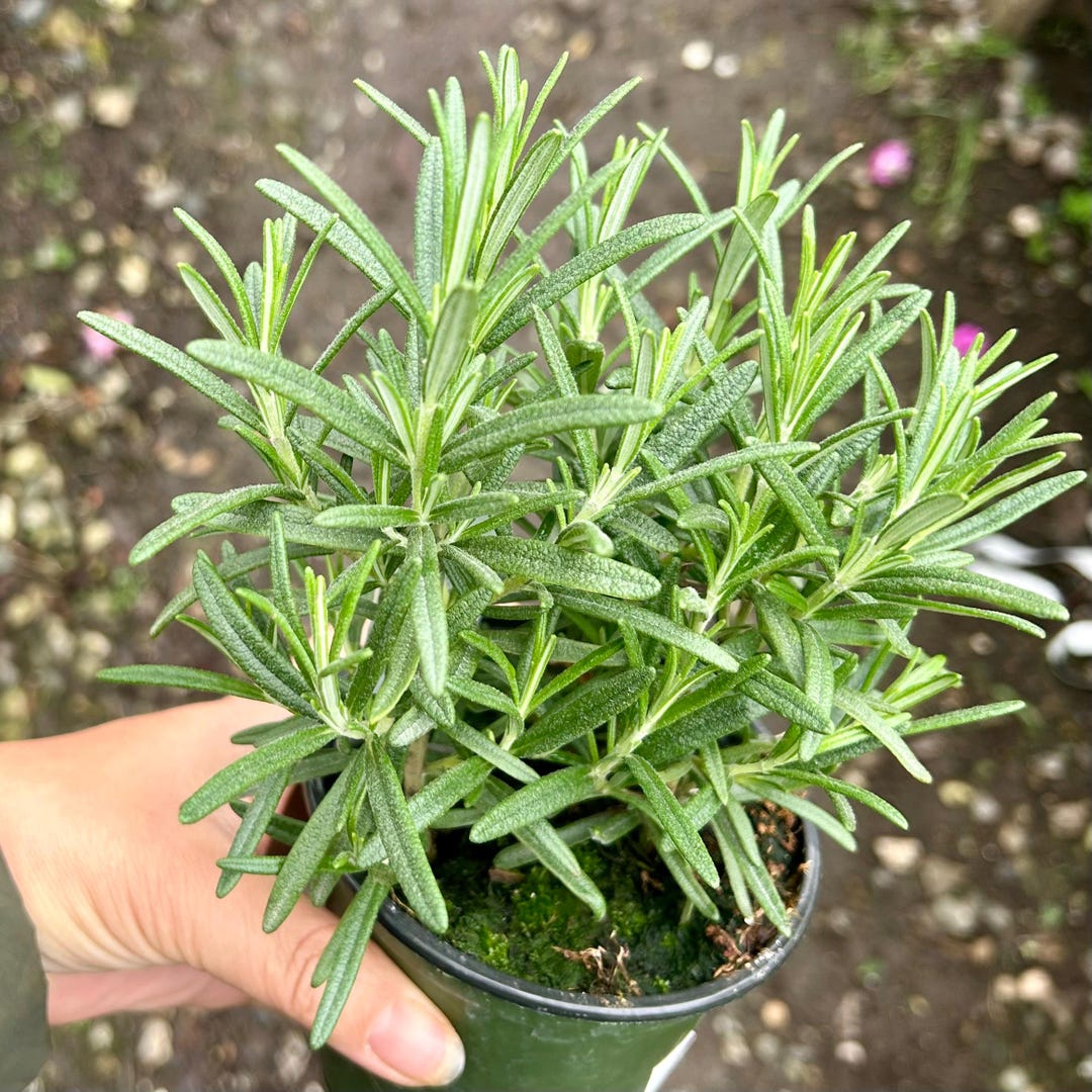 Tuscan Blue Rosemary Plant: Live Rosmarinus Officinalis 6” High Pot - Etsy