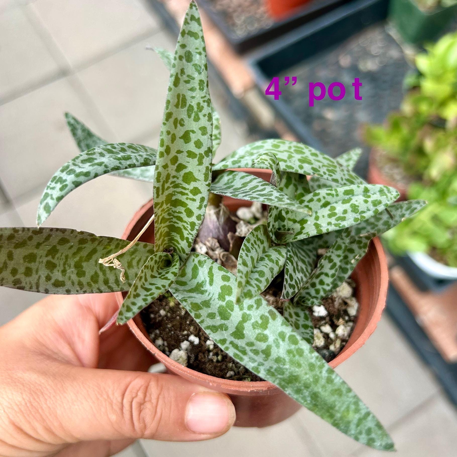 Silver Squill , Ledebouria Socialis , Live Plant - Etsy