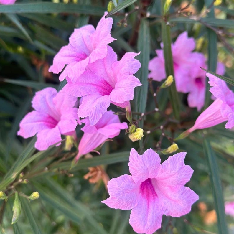 Pink Mexican Petunia Plant: Clump Ruellia Brittoniana - 6" Seedling in ...