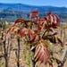 30+ Chinese Toon Seeds | Toona Sinensis | Chinese Mahogany Tree | Red ...
