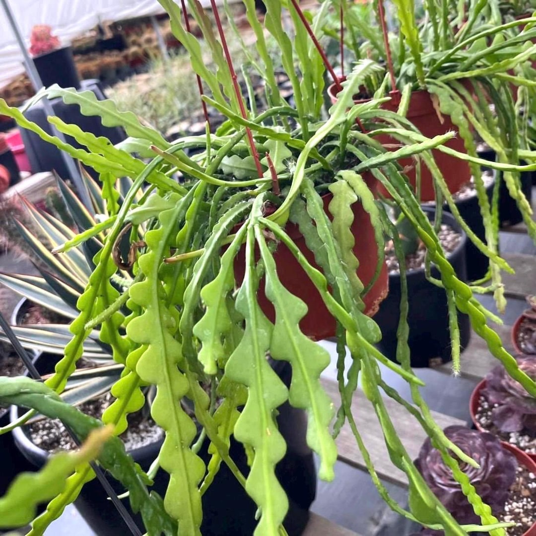 Fishbone Cactus Cutting, Zig Zag Cactus, Epiphyllum, Disocactus ...