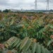 30+ Chinese Toon Seeds | Toona Sinensis | Chinese Mahogany Tree | Red ...