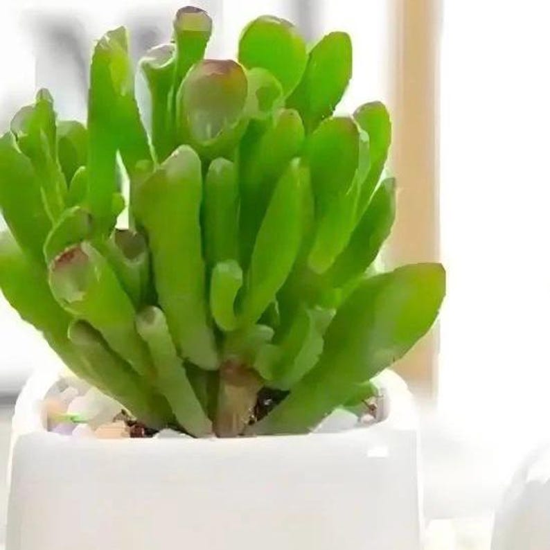 Crassula Ovata Gollum Jade in 3.5" Pot - Etsy