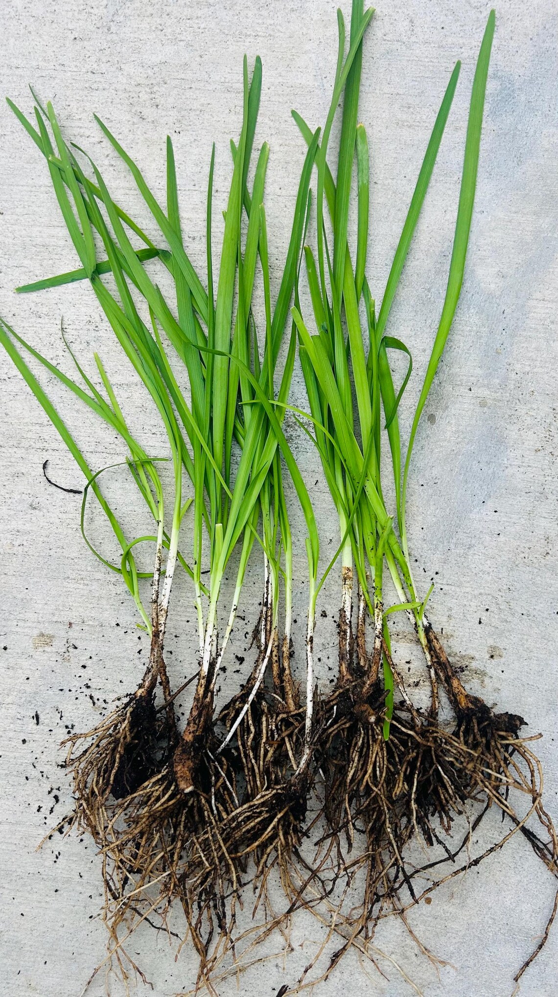 20 Bare Root Garlic Chive Plants(韭菜) Chinese Garlic Chives, Herbs ...