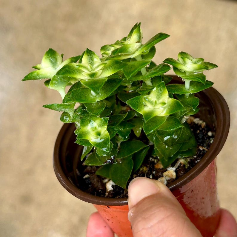 Variegated String of Buttons – Trailing Succulent | Crassula Perforata ...
