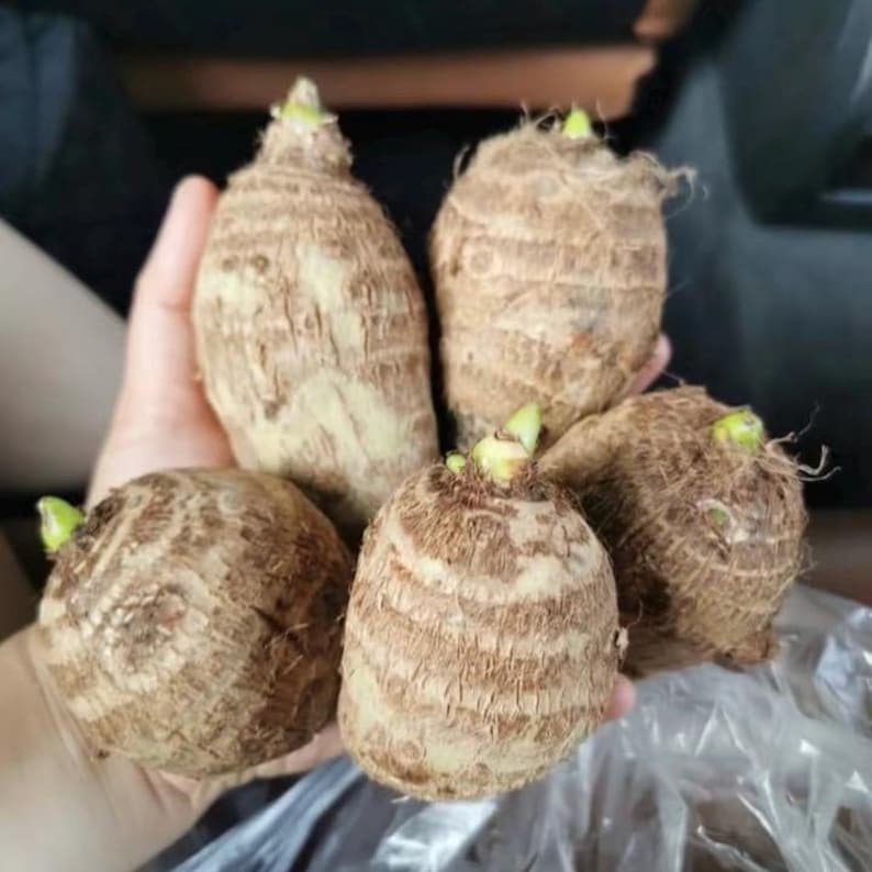 6 Edible Taro Roots for Planting – Fresh, Ready to Grow – Colocasia ...