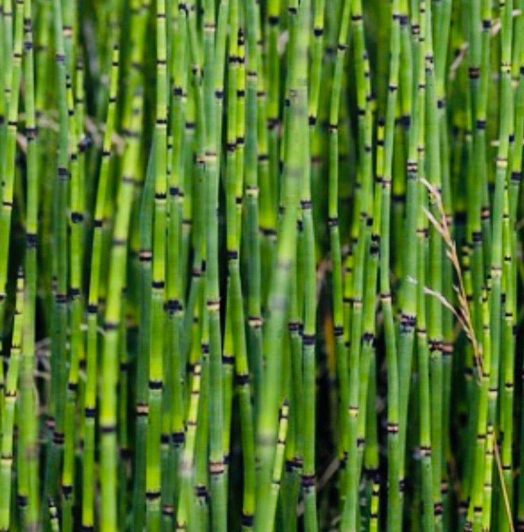 Horsetail Reed Equisetum Hyemale - Etsy