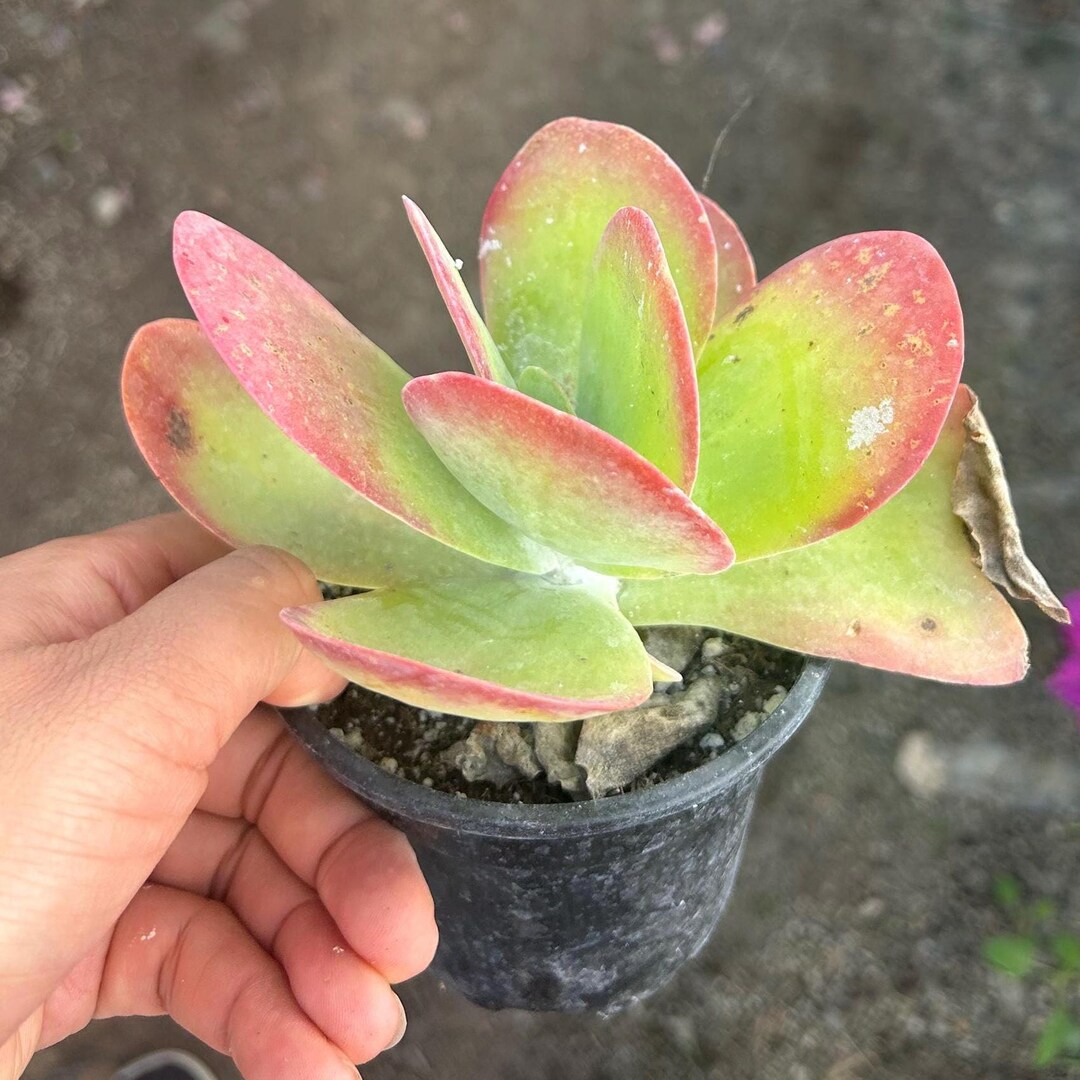 Echeveria Hercules Succulent – Rare 4” Rosette, Blue Green Leaves With ...