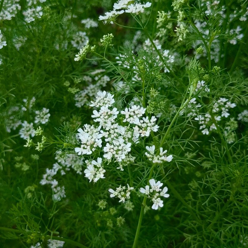 100+ Slow Bolt Cilantro Seeds – Heat-tolerant Coriander | Organic - Etsy