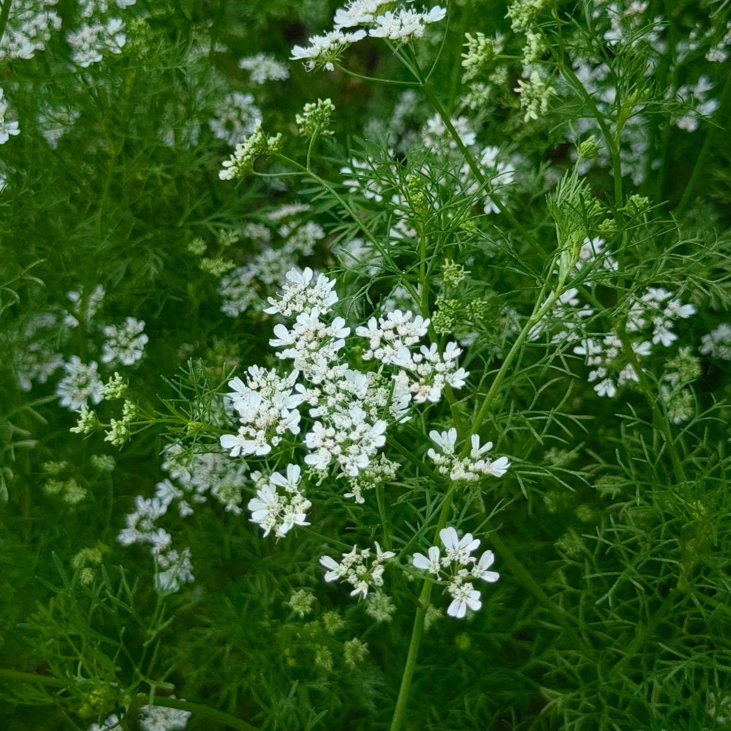 100+ Slow Bolt Cilantro Seeds – Heat-tolerant Coriander | Organic - Etsy