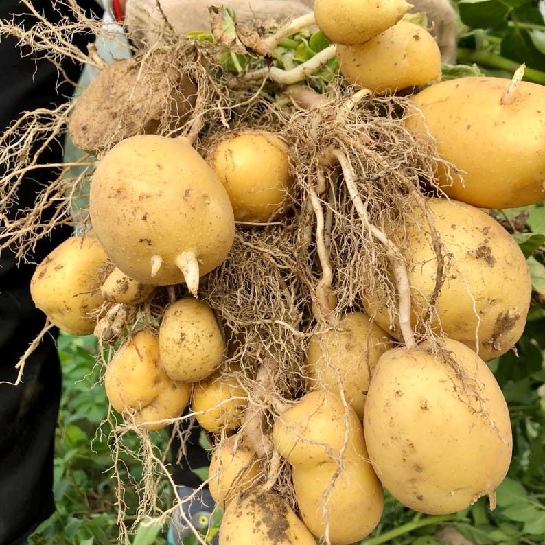 Sprouted Potatoes Easy for Grow ，easy Grow, Premium Gold Potatoes - Etsy
