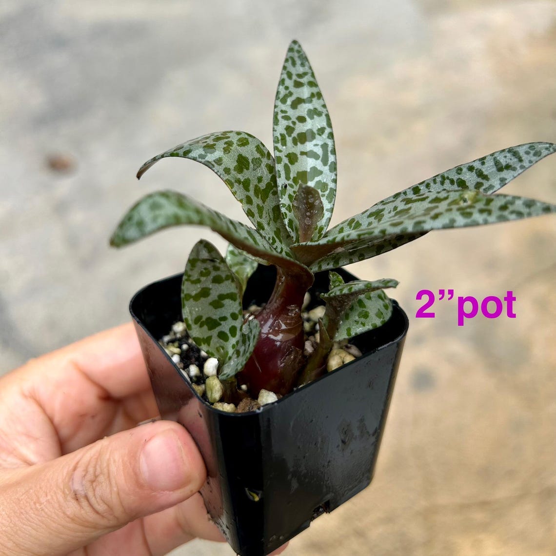 Silver Squill , Ledebouria Socialis , Live Plant - Etsy