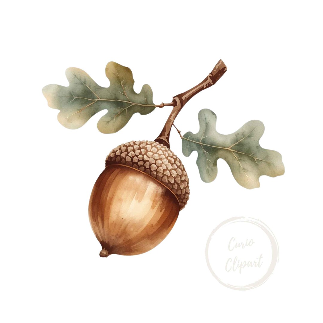Single PNG Clipart - Acorn No. 04, High-resolution Illustration ...