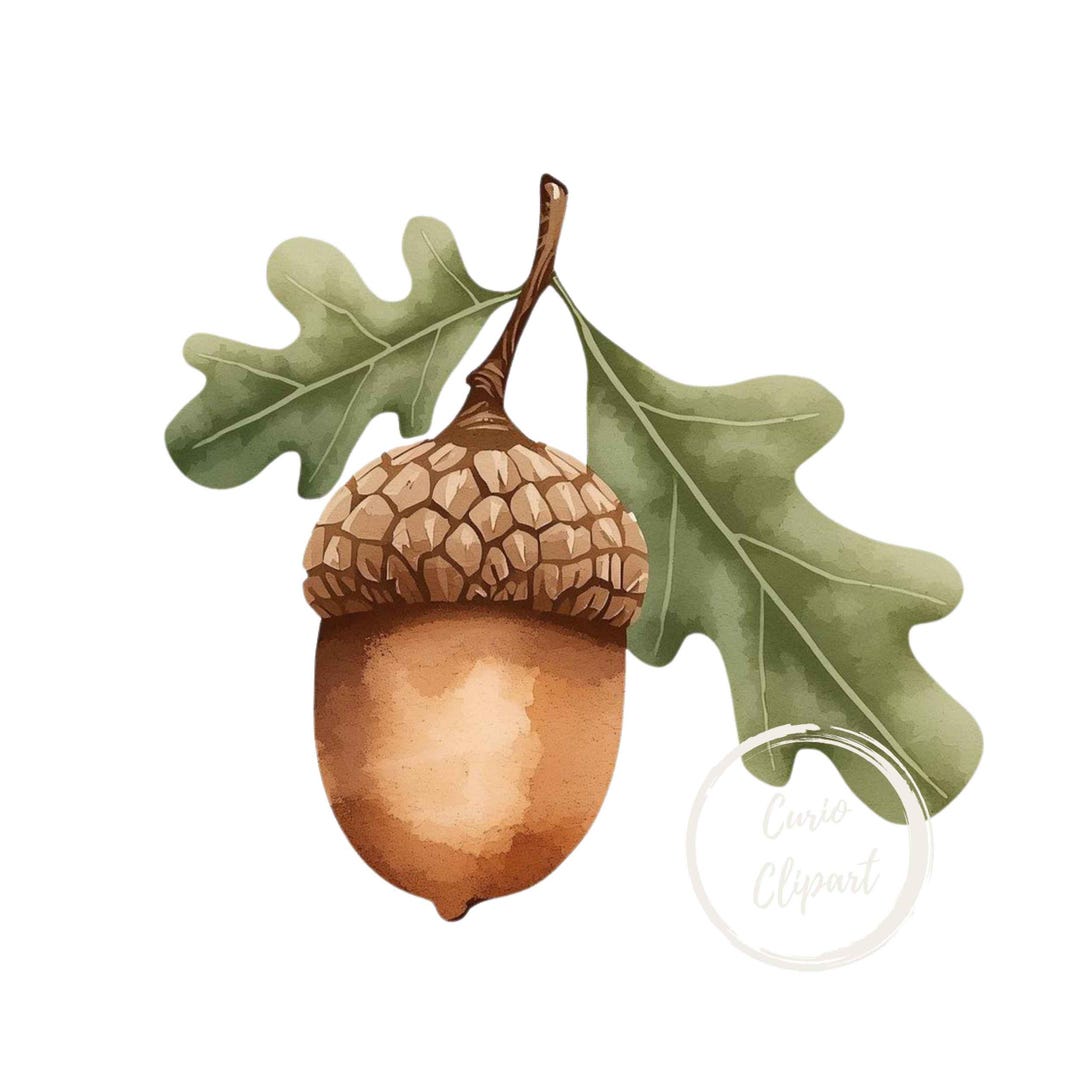 Single PNG Clipart - Acorn No. 01, High-resolution Illustration ...