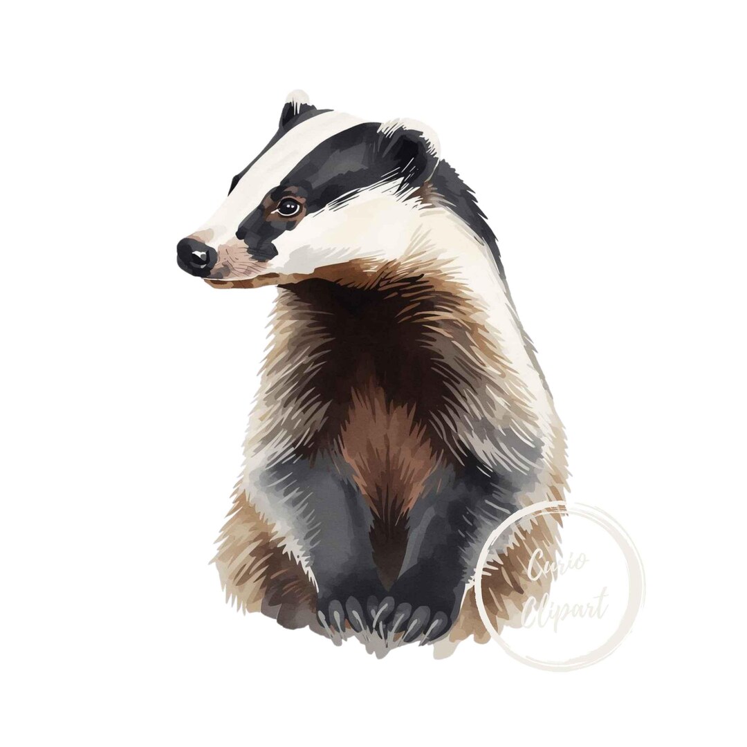 Single PNG Clipart - Badger No. 01, High-resolution Illustration ...