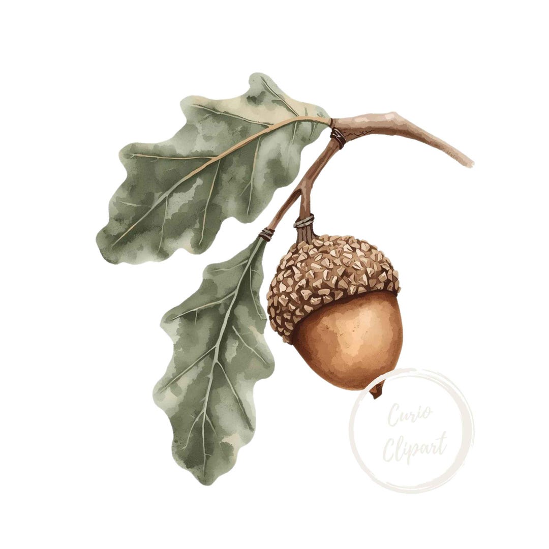 Single PNG Clipart - Acorn No. 03, High-resolution Illustration ...