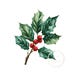 Holly 12 Clipart Bundle, High-resolution PNG Illustration, Transparent ...