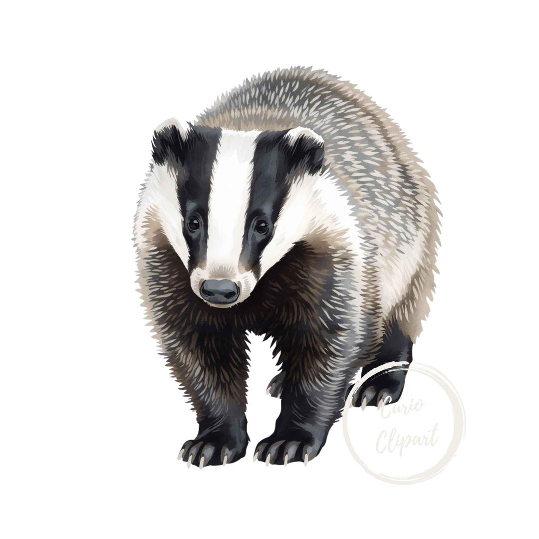 Single PNG Clipart - Badger No. 03, High-resolution Illustration ...