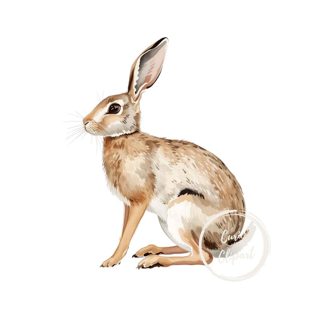 Single PNG Clipart - Hare No. 02, High-resolution Illustration ...