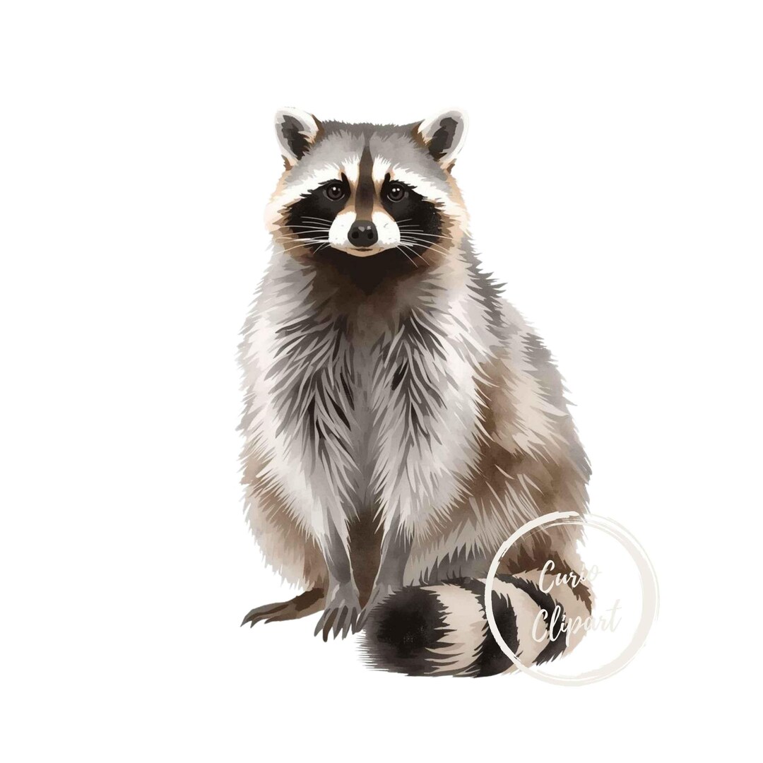 Single PNG Clipart - Raccoon No. 04, High-resolution Illustration ...