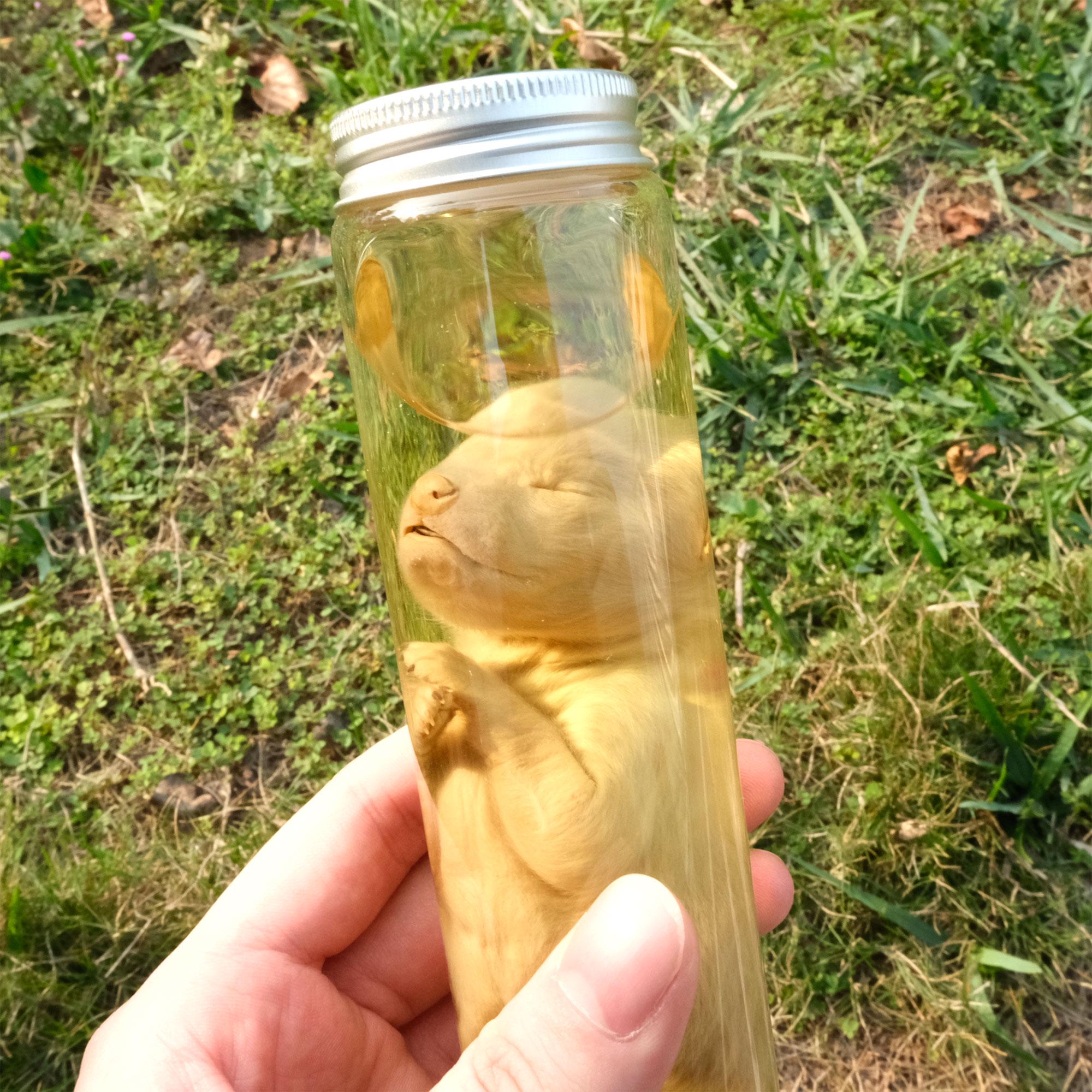 Fox Wet Specimens, Baby Fox Specimen in Liquid, Taxidermy Fox, Cabinet ...