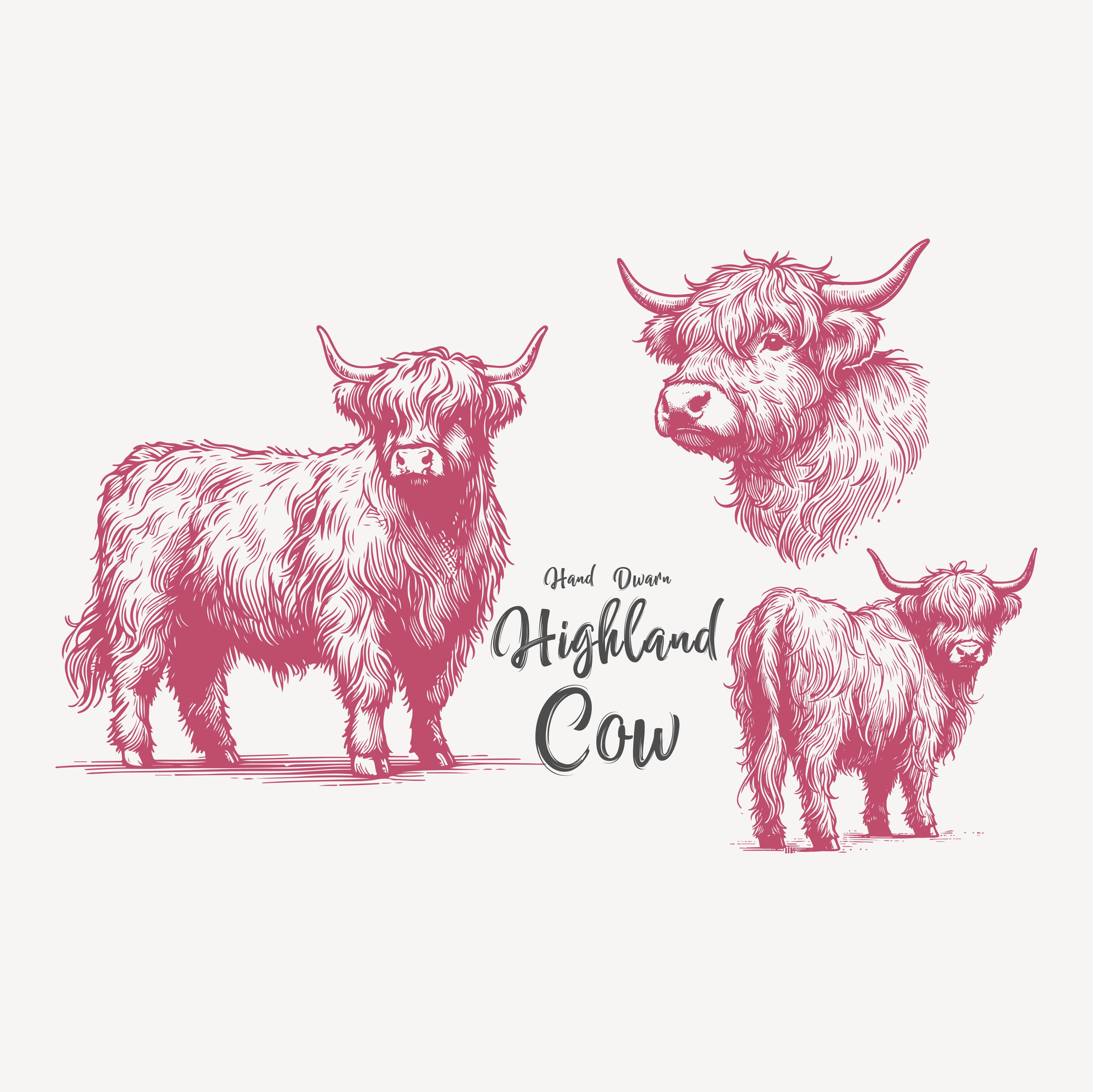 Hand-drawn Highland Cow Vector Illustration | Vintage Engraving Style ...