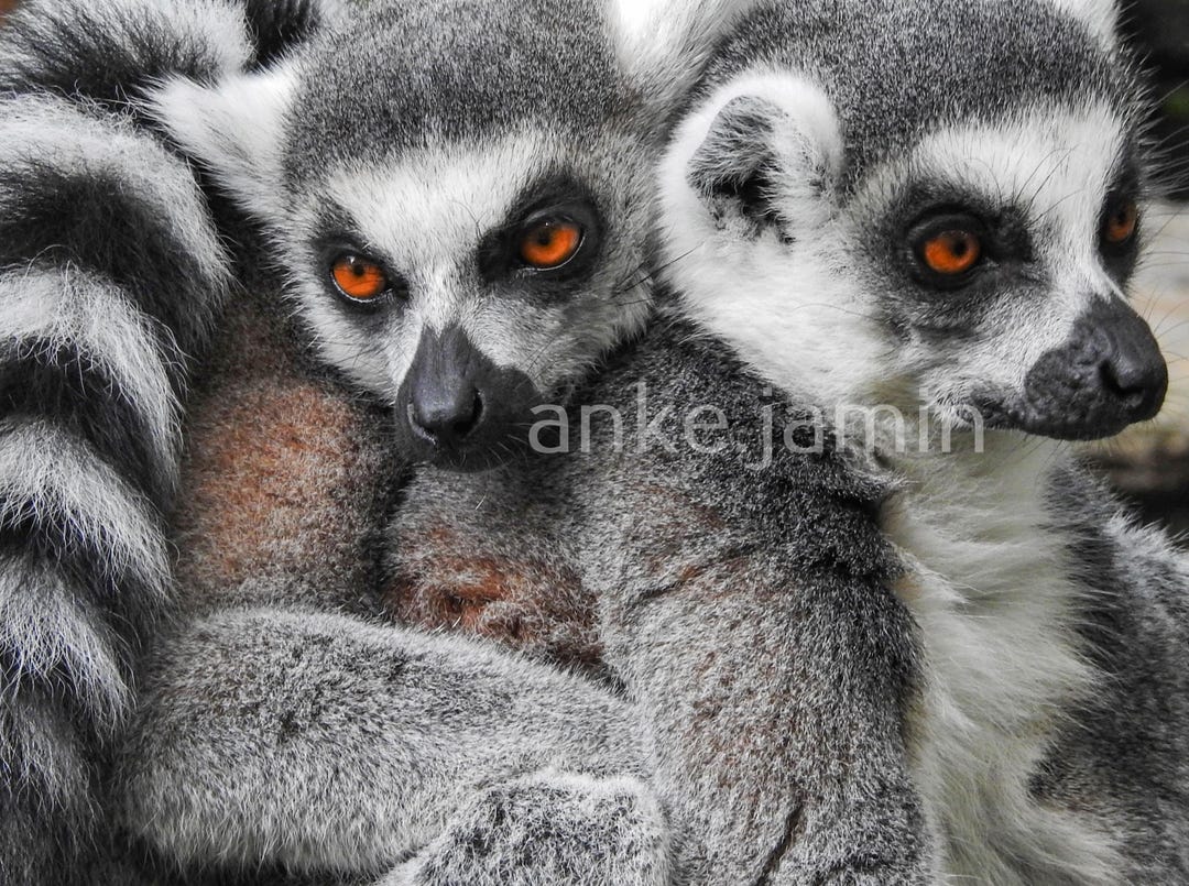 Lemurs Photography Print, Wildlife Wall Art Home Decor (digital ...