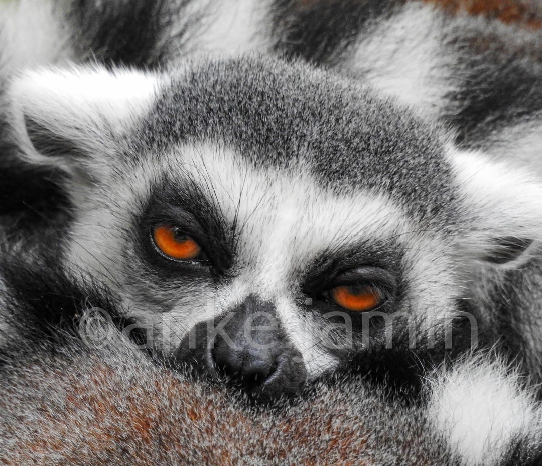Sleepy Head Ring-tailed Lemur - Etsy
