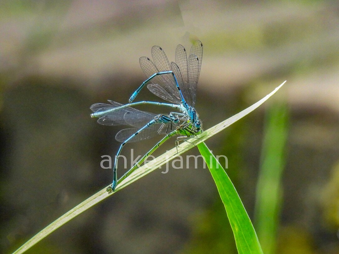 Metallic Blue and Green Dragonflies on Leaf, Nature Photography Print ...