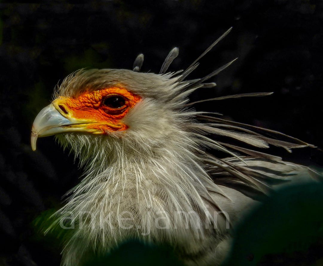 Digital Download of a Secretary Bird, Wall Art, Home Decor - Etsy