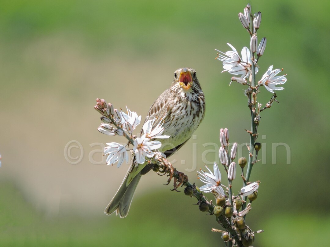 Moroccan Bunting Bird Art Print: Spring Blossom Perch (digital Download ...