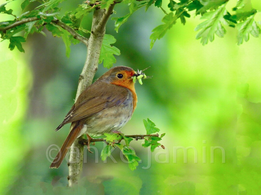 Robin With Food for Its Chicks on a Branch (digital Download) - Etsy