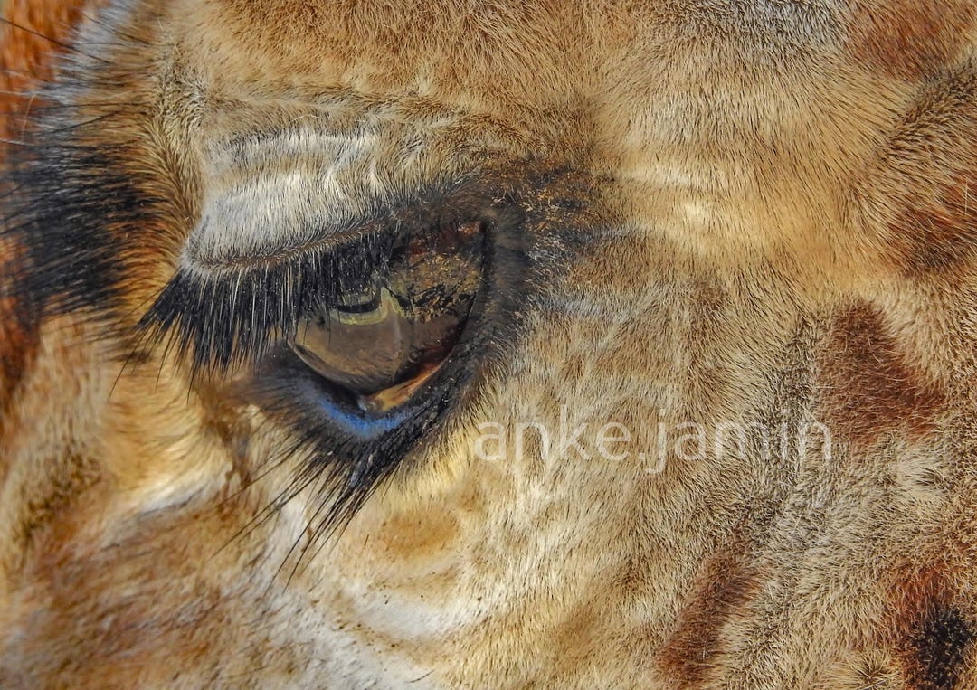 Close-up of a Giraffe's Eye, Detailed Portrait of Wild Majesty (digital ...