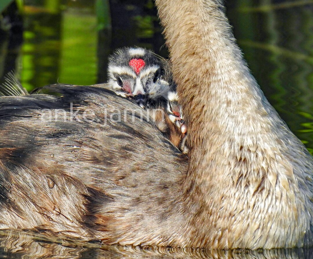 Grebe Chicks With Mom, Nature Photography Print (digital Download) - Etsy