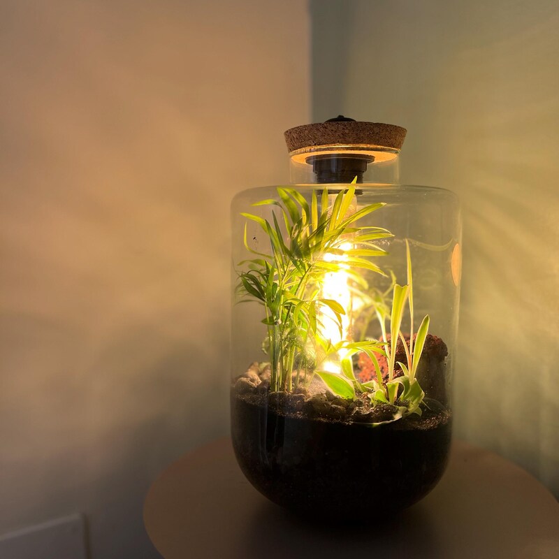 Terrarium Lamp - Etsy