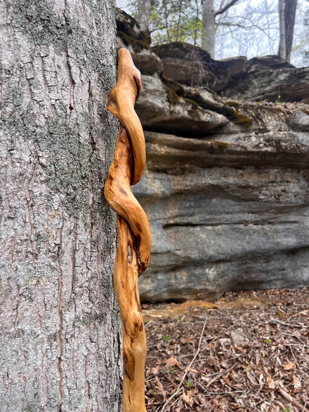 All-natural Corkscrewed Solid Oak, Hand Finished Walking Stick Great ...