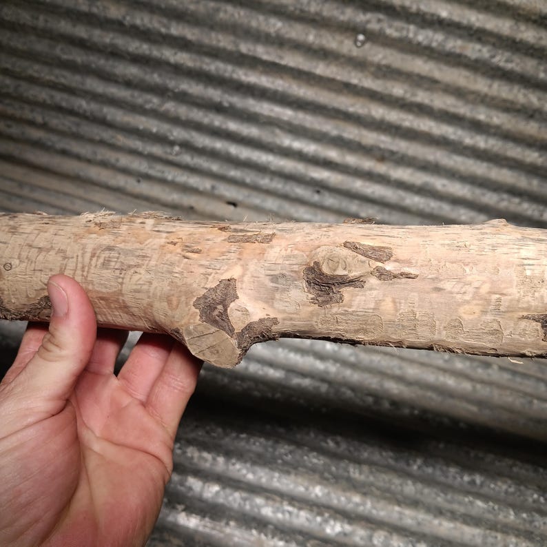 42"x2" Beaver-chewed and De-barked Branch - Etsy