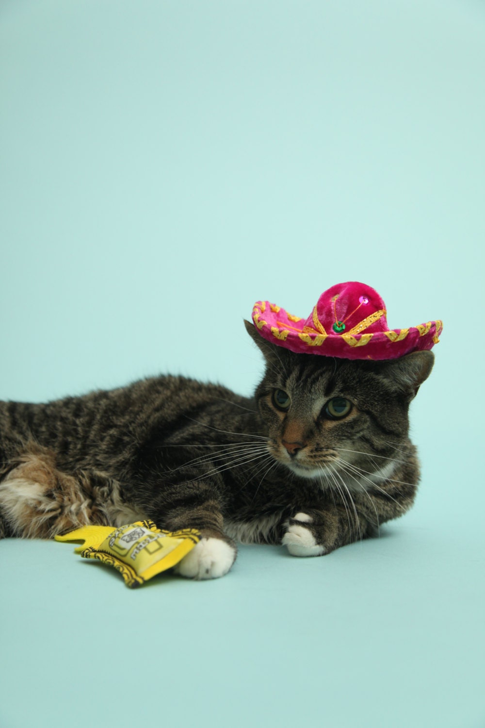 Mild Taco Sauce Cat Toy Organic Catnip Mexican Taco Cinco | Etsy