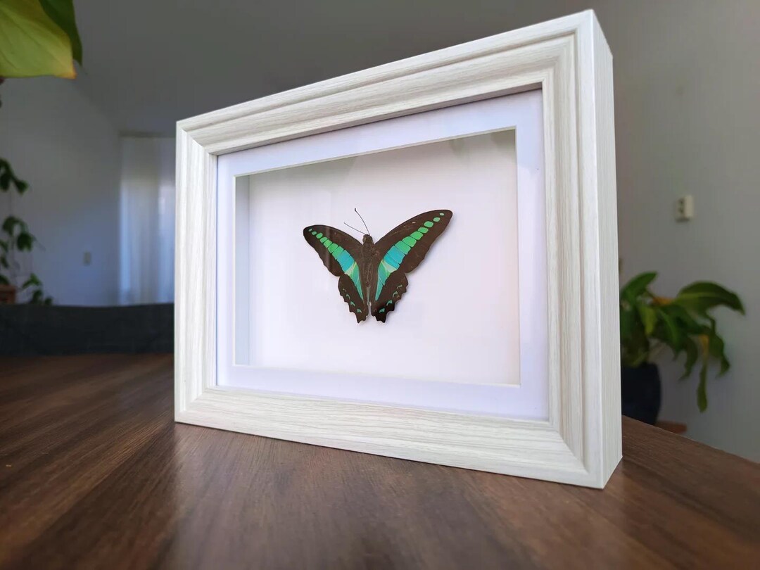 Pinned Butterfly in Luxe Wooden Frame, Real Butterfly, Insect Taxidermy ...