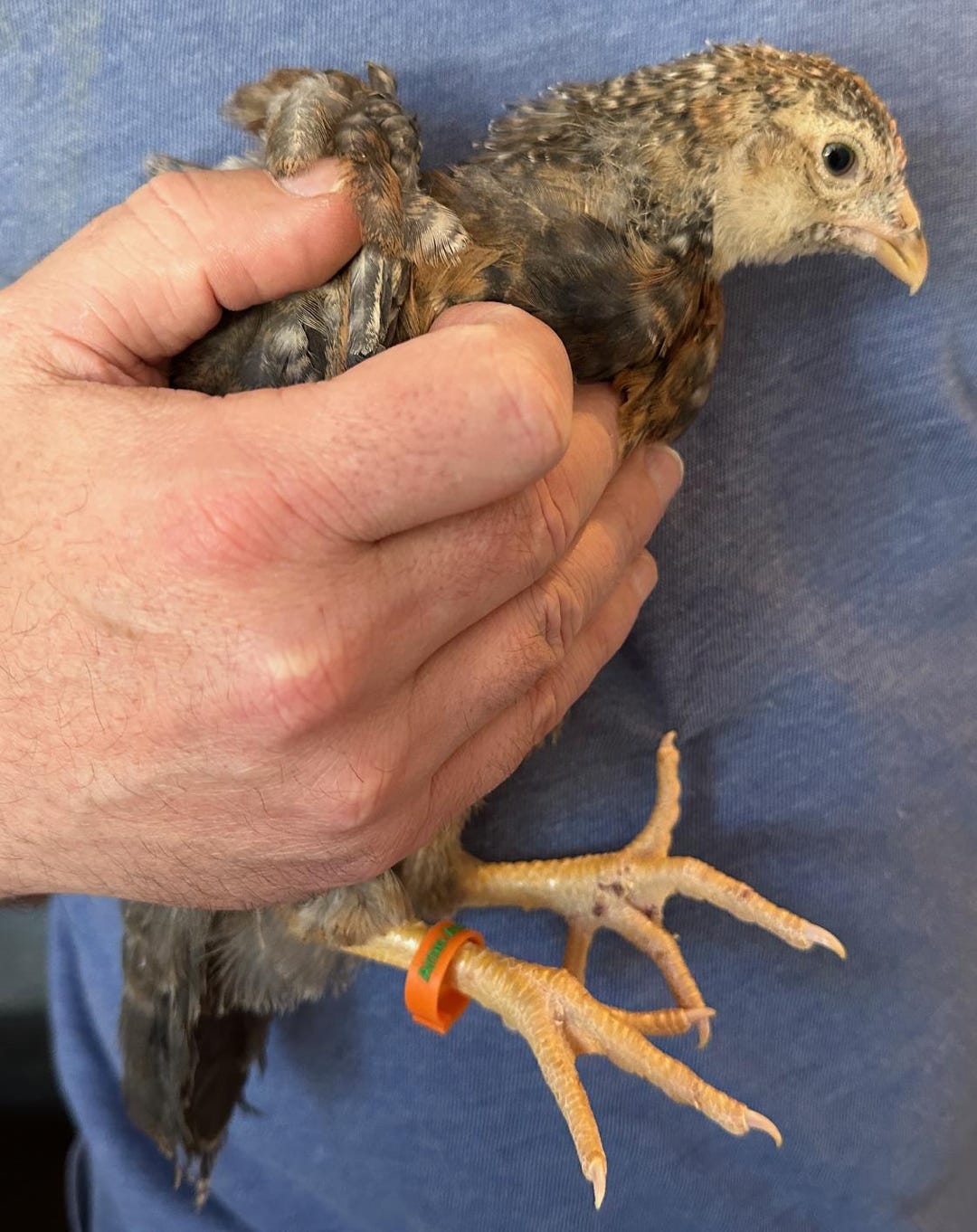 Chicken Leg Rings and Bands, Set of 25 - Two Colors With Customizable ...