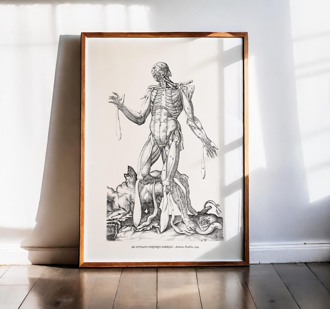 Andreas Vesalius Print Human Muscle System Frontal Anatomy Flayed Study ...