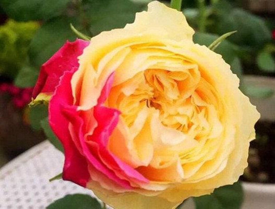 Rose 'fugetsu' (风月) (2 Gallon+) - Etsy