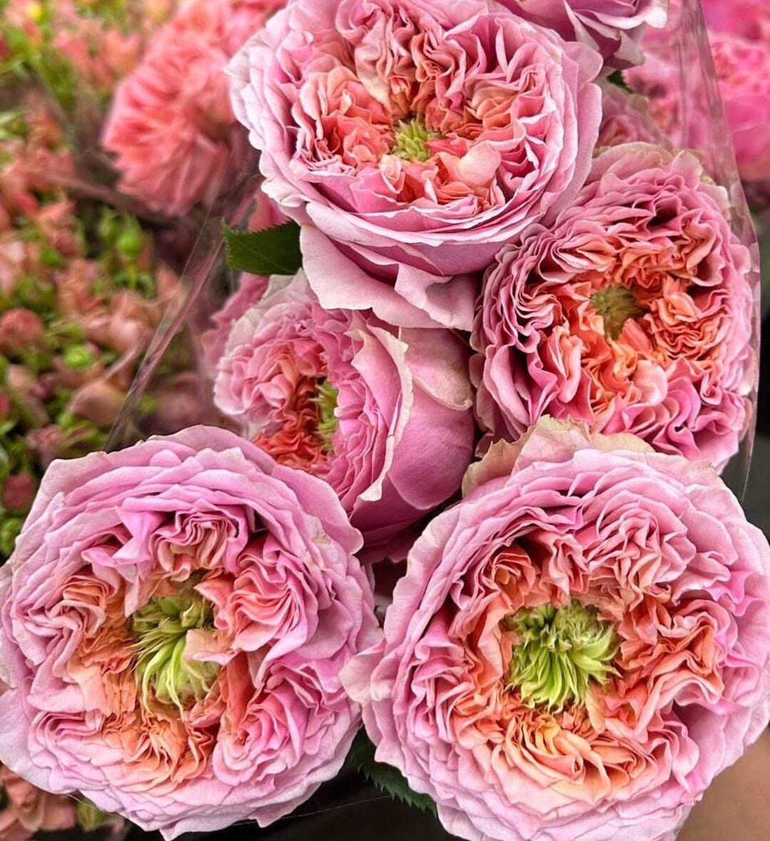 Rose 'mikoto' (美琴) (1 Gallon+) - Etsy