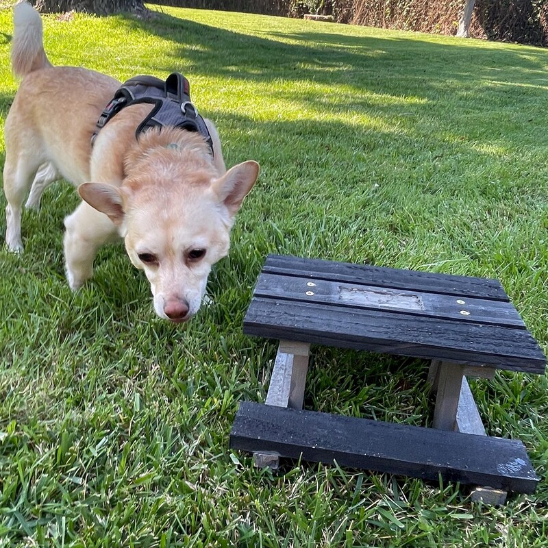 Squirrel Bench - Etsy