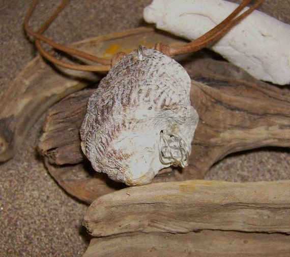 Shell Amulet...light FORMS This Unique Pendant Features a - Etsy