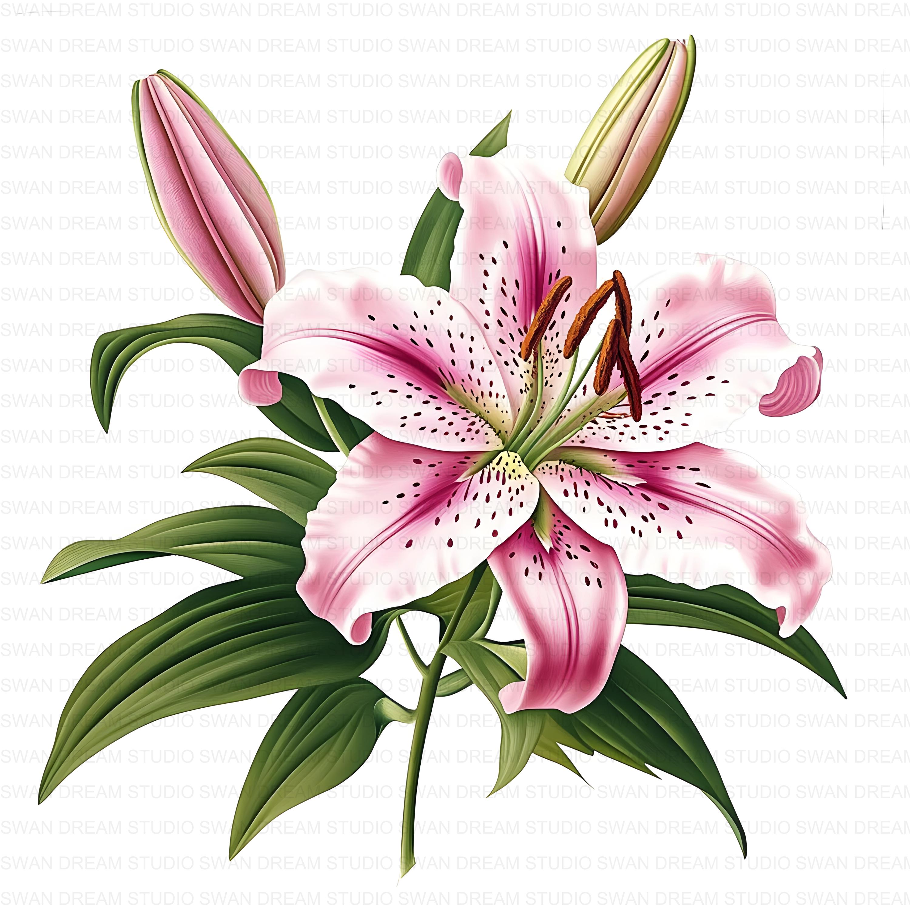 128 Stargazer Lily Flower Clipart Bundle Printable Whimsical Pink ...