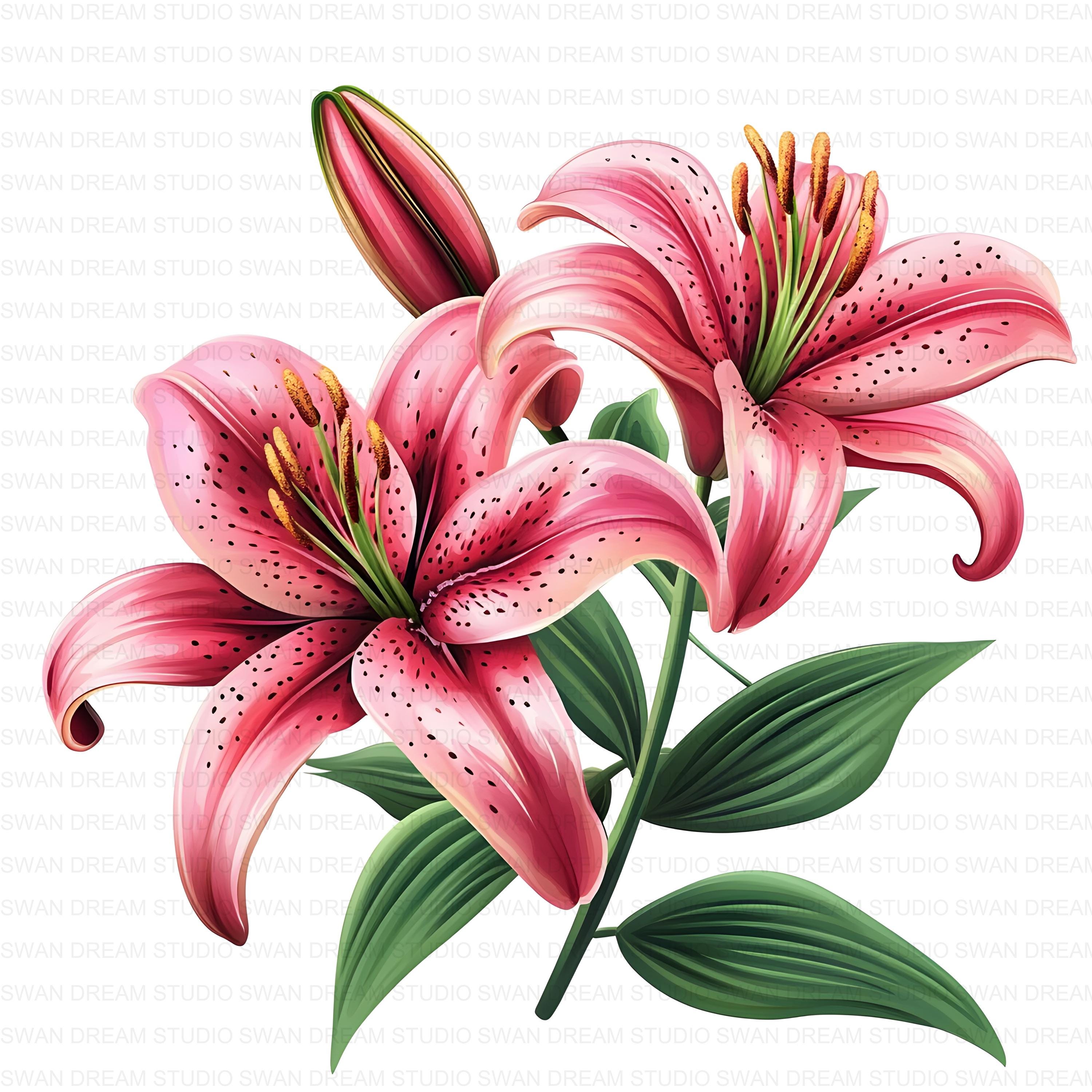 128 Stargazer Lily Flower Clipart Bundle Printable Whimsical Pink ...