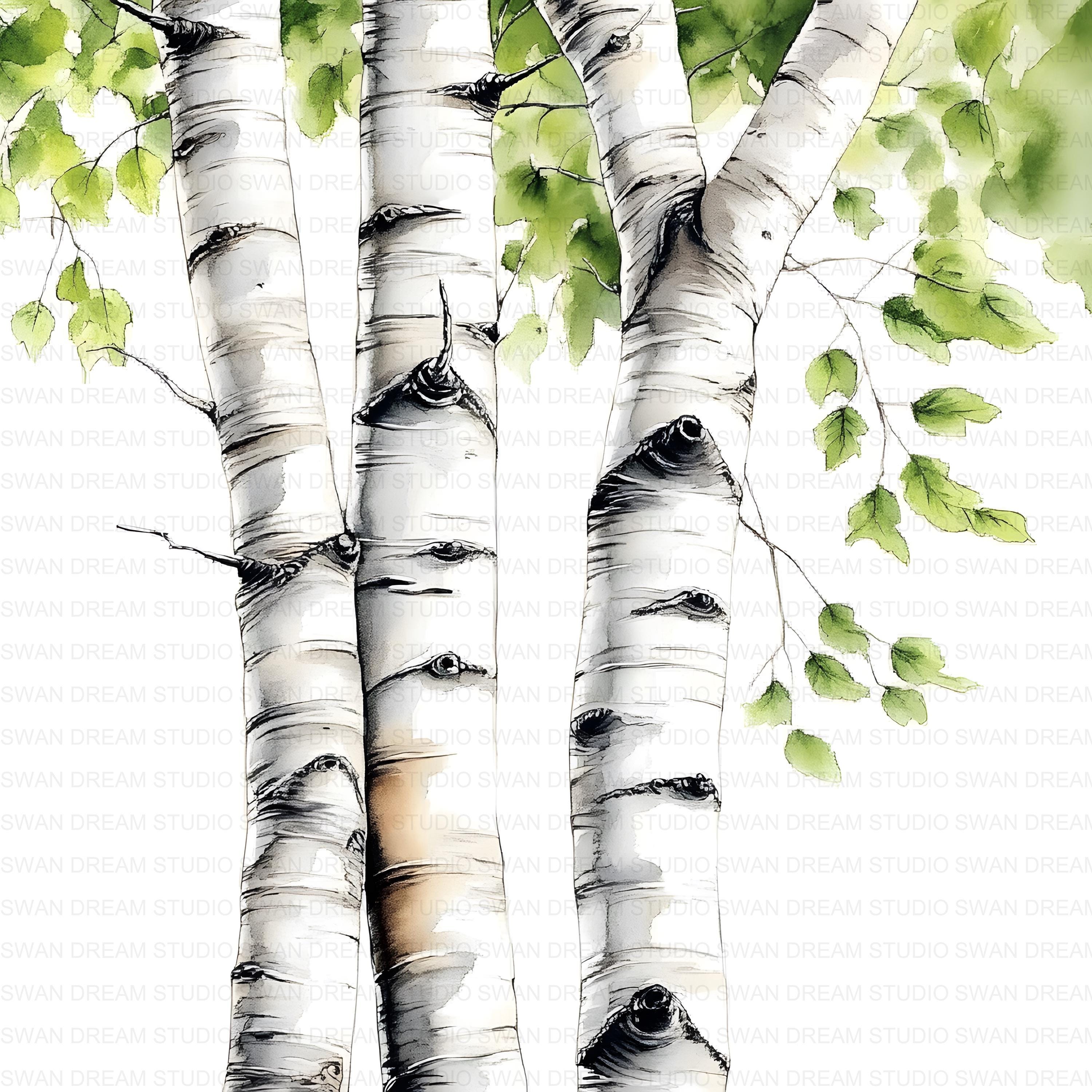 112 Close up Birch Tree Trunks Clipart Bundle Printable High Quality ...