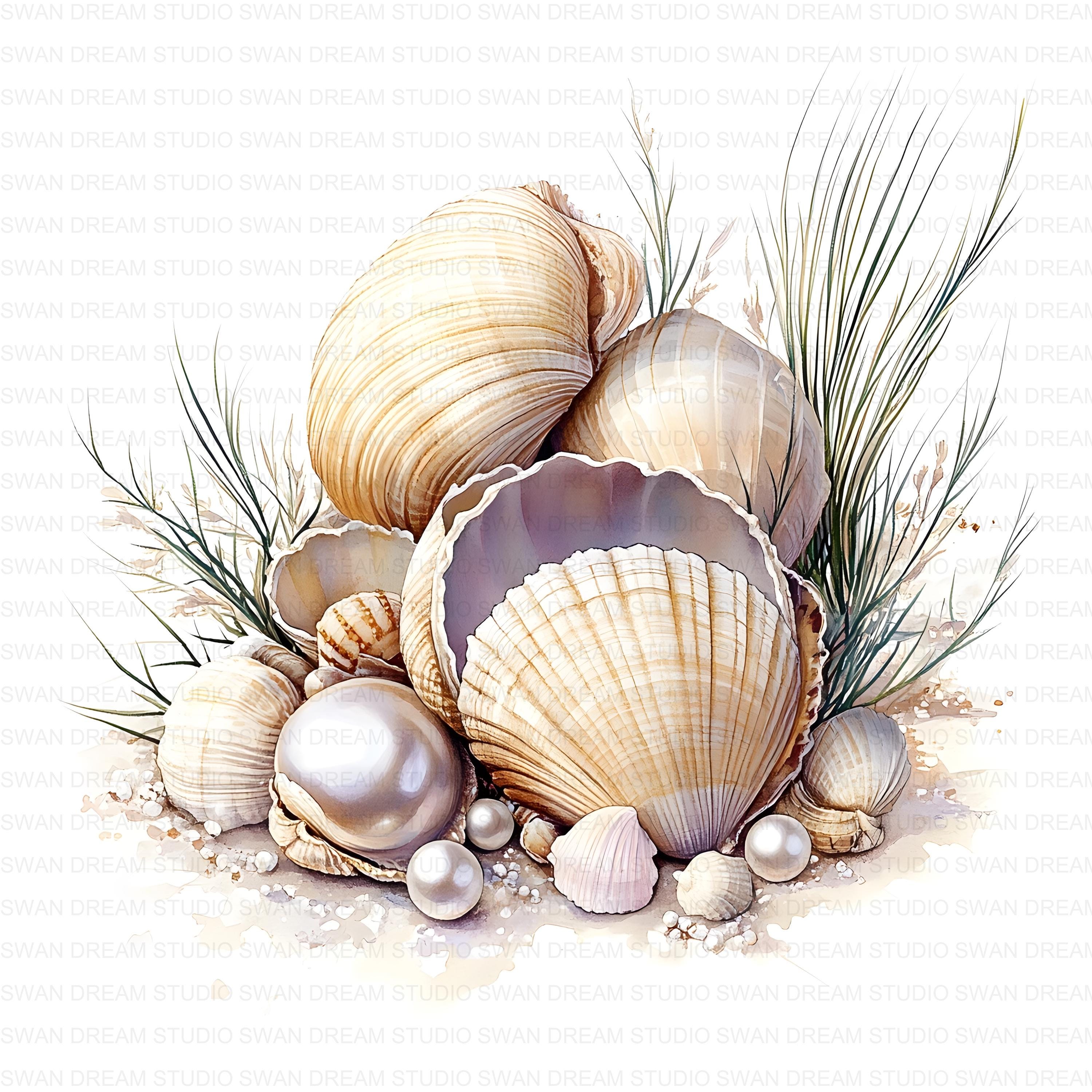 159 Gorgeous Sea Shells Clipart Seashell Printable Watercolor Clipart ...